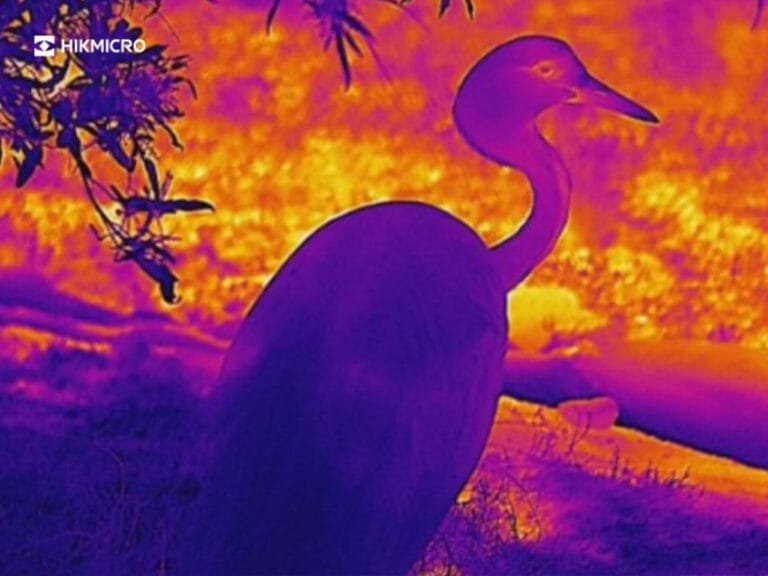 Thermography, what it is, what it is used for and applications