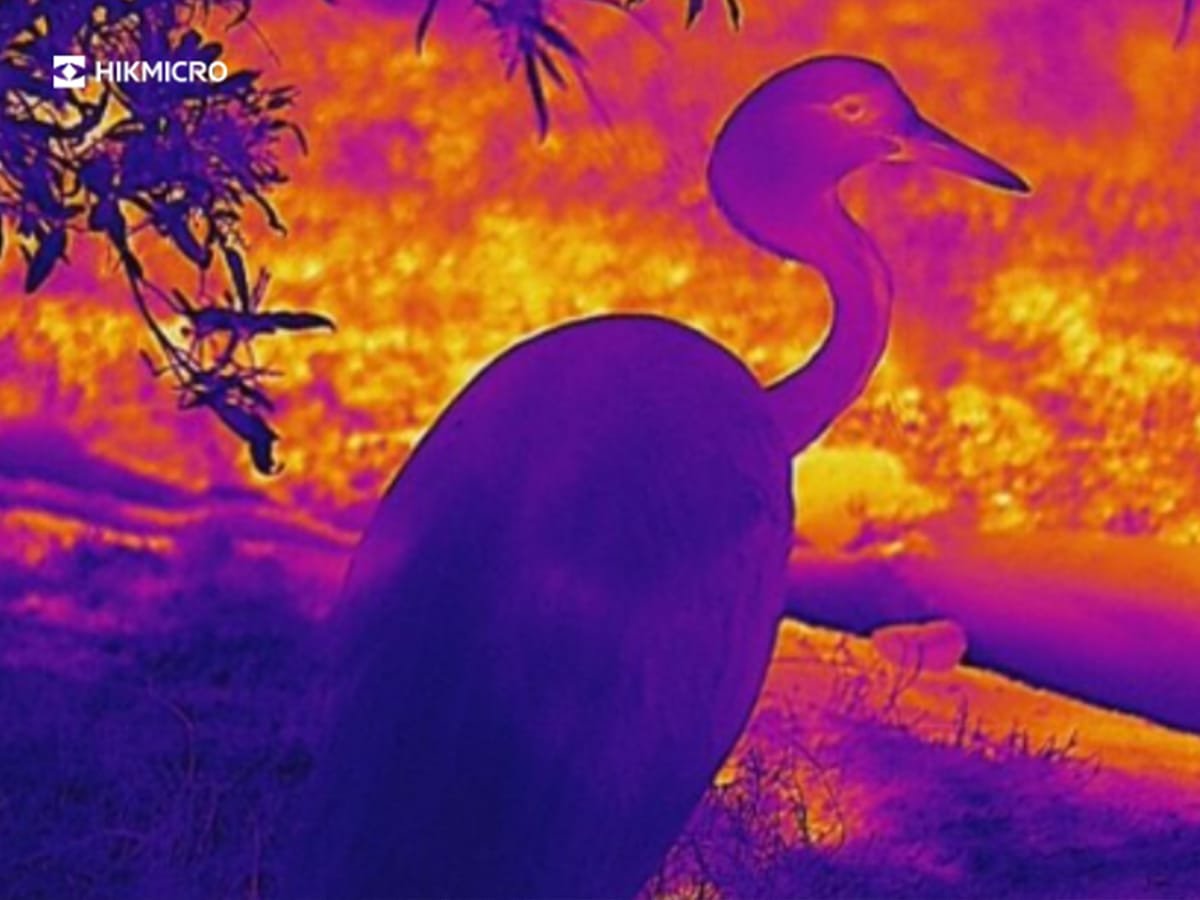 Thermography, what it is, what it is used for and applications